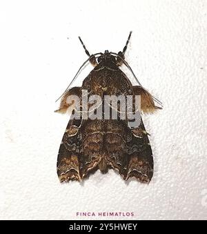 Fern Moths (Callopistria), Insecta, 中国江西省上饶市婺源县 Stock Photo - Alamy