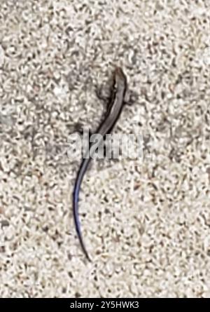 Prairie Skink (Plestiodon septentrionalis) Reptilia Stock Photo - Alamy