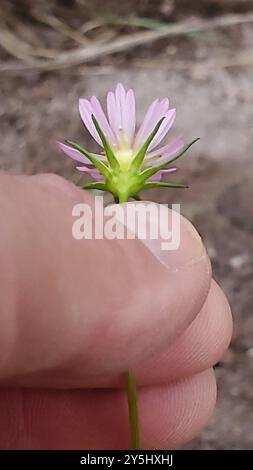 southwestern cosmos (Cosmos parviflorus) Plantae Stock Photo - Alamy