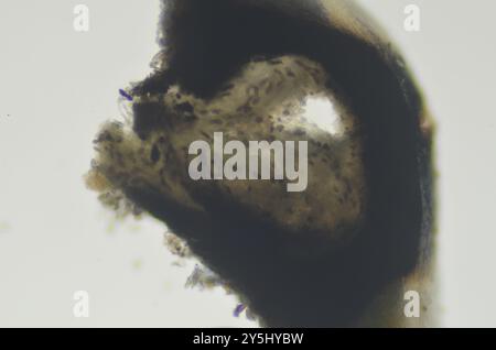 (Pyrenula occidentalis) Fungi Stock Photo - Alamy
