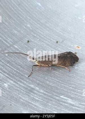 Giant Casemaker Caddisflies (Phryganeidae) Insecta Stock Photo - Alamy