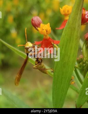 Horse's Paper Wasp (Polistes major Stock Photo - Alamy