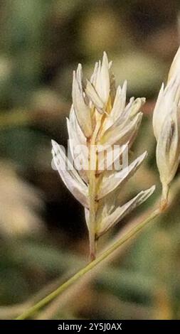 buffalograss (Bouteloua dactyloides) Plantae Stock Photo - Alamy