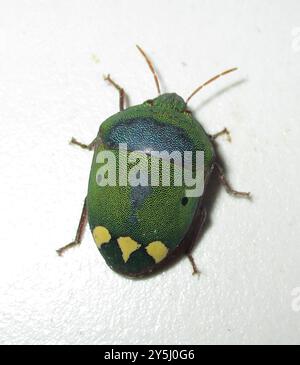 Yellowheart Shield Bug (Solenosthedium liligerum Stock Photo - Alamy