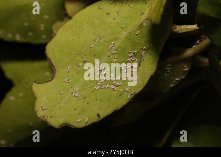 Euonymus Scale (Unaspis euonymi), Insecta, London E11, UK Stock Photo ...