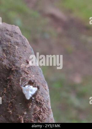 Arrowhead Orbweaver (Verrucosa arenata) Arachnida Stock Photo - Alamy