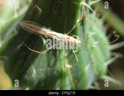 (Metacanthus mollis) Insecta Stock Photo - Alamy