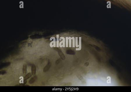 (Pyrenula occidentalis) Fungi Stock Photo - Alamy