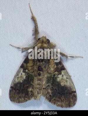 Southern Tussock Moth (Dasychira meridionalis) Insecta Stock Photo - Alamy