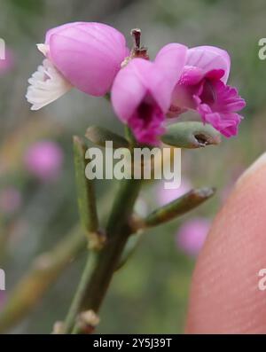 tortoise berry (Muraltia spinosa), Plantae, Mitchells Plain, Cape Town ...