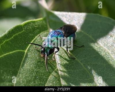 Metallic Bluish-green Cuckoo Wasp (Chrysis angolensis) Insecta Stock ...
