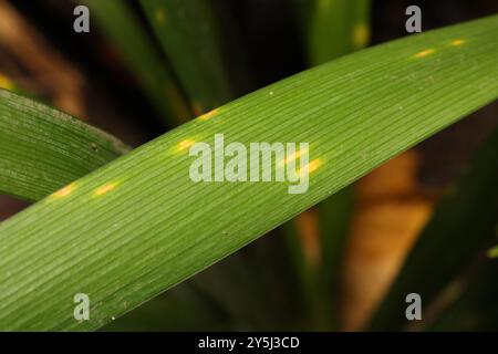 iris rust (Puccinia iridis) Fungi Stock Photo - Alamy