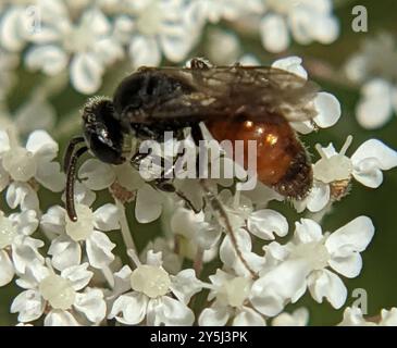 Blood Bees (Sphecodes) Insecta Stock Photo - Alamy