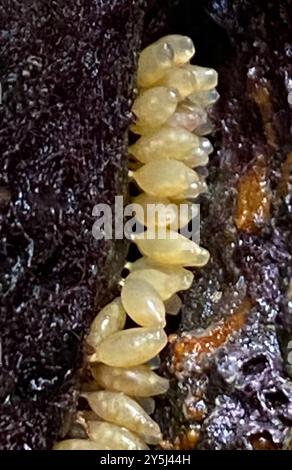Atlantic Dogwhelk (Nucella lapillus) Mollusca Stock Photo - Alamy