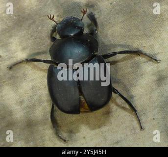 Dung Beetles (Scarabaeinae) Insecta Stock Photo - Alamy