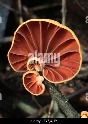 Orange Fan (Anthracophyllum archeri) Fungi Stock Photo - Alamy