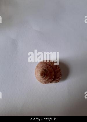 European Painted Top Shell (Calliostoma zizyphinum) underwater, Europe ...