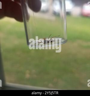 Broad-faced Sac Spider (Trachelas tranquillus) Arachnida Stock Photo ...