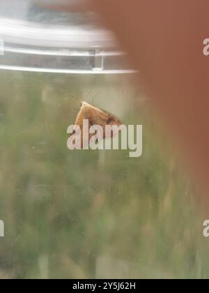 Straw Dot (Rivula sericealis) Insecta Stock Photo - Alamy