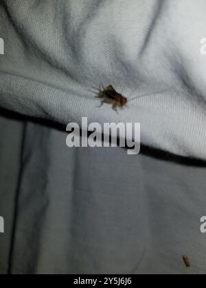 Small Ground Crickets (Neonemobius) Insecta Stock Photo - Alamy