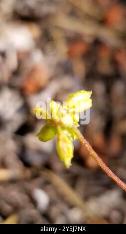 Frosted Buckwheat (Eriogonum incanum), Plantae, Adjacent to Long Lake ...