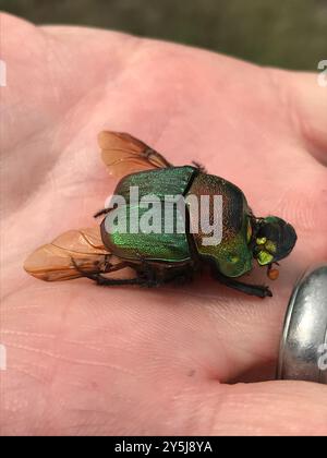 Rainbow Scarab (Phanaeus vindex) Insecta Stock Photo - Alamy