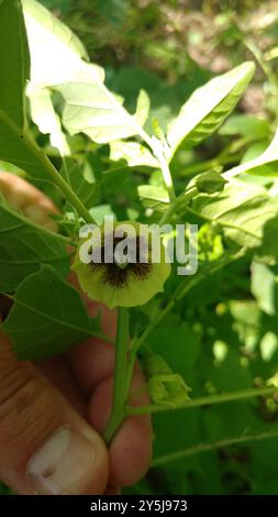 long-leaved groundcherry (Physalis longifolia) Plantae Stock Photo - Alamy