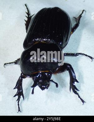 Triceratops Beetle (Phileurus truncatus) Insecta Stock Photo - Alamy