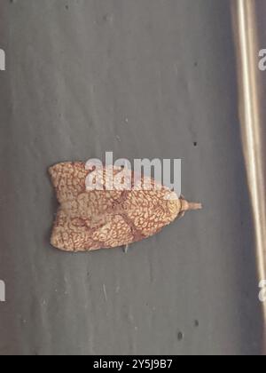 Reticulated Fruitworm Moth (Cenopis reticulatana) Insecta Stock Photo ...