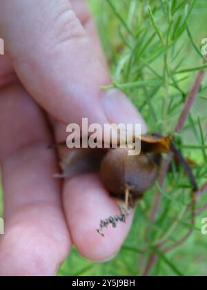 Alamo vine (Distimake dissectus) Plantae Stock Photo - Alamy