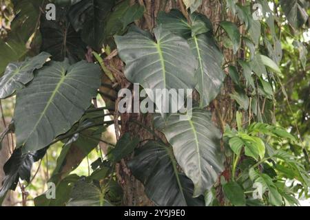 philodendrons (Philodendron) Plantae Stock Photo - Alamy