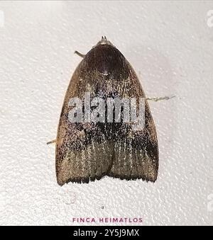 Flat-bodied moths (Depressariidae) Insecta Stock Photo - Alamy