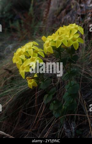 Largeleaf Yellowwort (Sebaea macrophylla) Plantae Stock Photo - Alamy