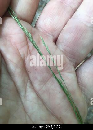 Slim-flower Muhly (Muhlenbergia tenuiflora) Plantae Stock Photo - Alamy