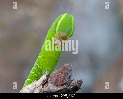 Great Ash Sphinx (Sphinx chersis) Insecta Stock Photo - Alamy