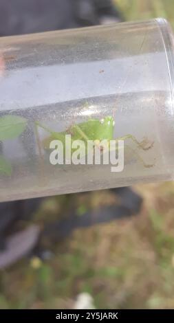 Large Conehead (Ruspolia nitidula) Insecta Stock Photo - Alamy