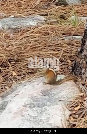 Gray-collared Chipmunk (Neotamias cinereicollis) Mammalia Stock Photo ...