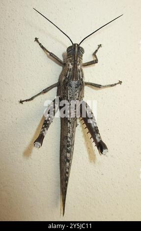 Tree Locust (Anacridium moestum) Insecta Stock Photo - Alamy