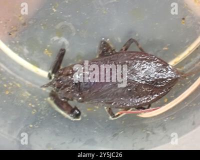 Eurasian Water Scorpion (Nepa cinerea) Insecta Stock Photo - Alamy