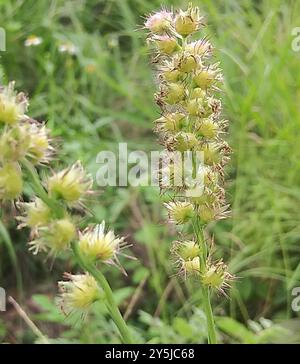 Southern Sandbur (Cenchrus echinatus) Plantae Stock Photo - Alamy