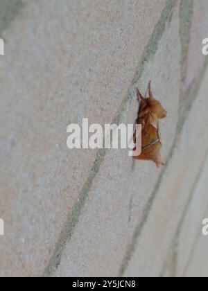 Orange Swift (Triodia sylvina) Insecta Stock Photo - Alamy