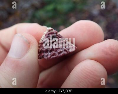 Whitecap Limpet (Acmaea mitra) Mollusca Stock Photo - Alamy
