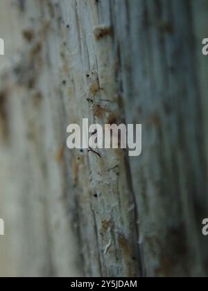Snag Pin (Mycocalicium subtile) Fungi Stock Photo - Alamy