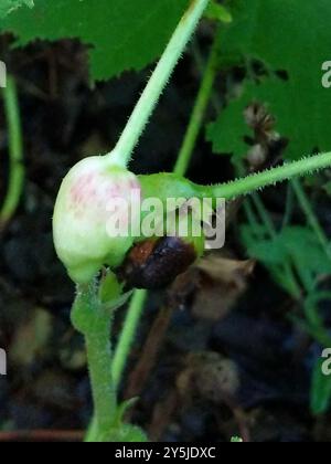 thimbleberry gallmaker (Diastrophus kincaidii) Insecta Stock Photo - Alamy