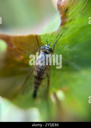 Common Stiletto (Thereva nobilitata) Insecta Stock Photo - Alamy