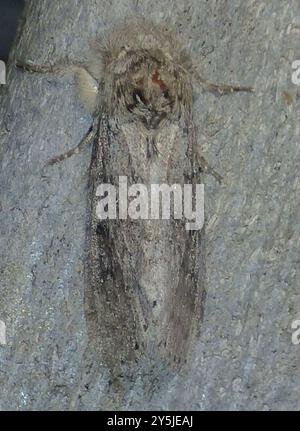 Variable Oakleaf Caterpillar Moth (Lochmaeus manteo) Insecta Stock ...