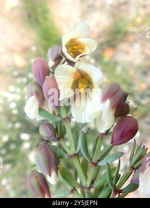 Smooth Twinleaf (Roepera fulva) Plantae Stock Photo - Alamy