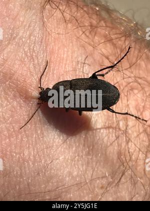 Vivid Metallic Ground Beetles (Chlaenius) Insecta Stock Photo - Alamy