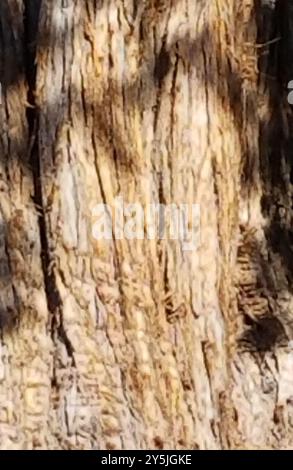 Sierra juniper (Juniperus grandis) Plantae Stock Photo - Alamy