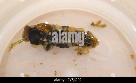 Stonecase Caddisflies (Uenoidae) Insecta Stock Photo - Alamy